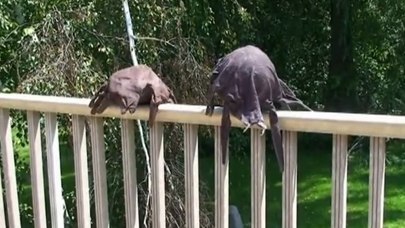 Vampire Ticks from Outer Space (2013) – Jiggy's Horror Corner